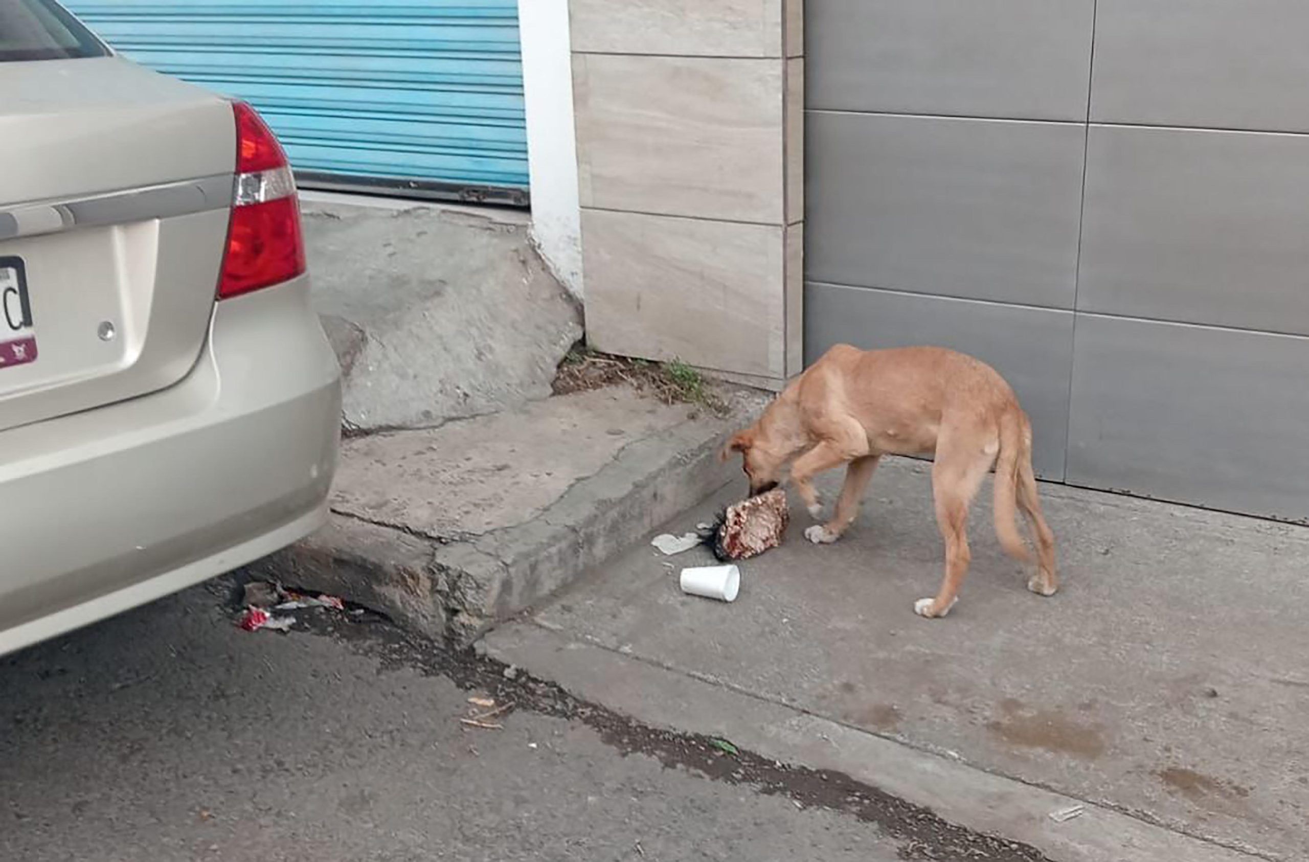 Causa alarma perro con hueso sospechoso - Diario Vía Libre